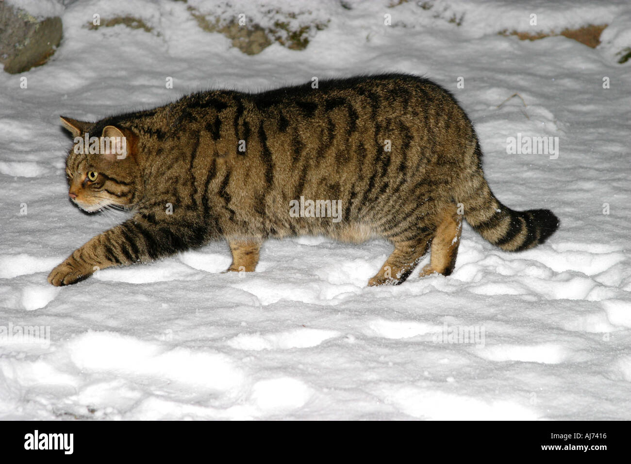 Scottish Wildcat Snow