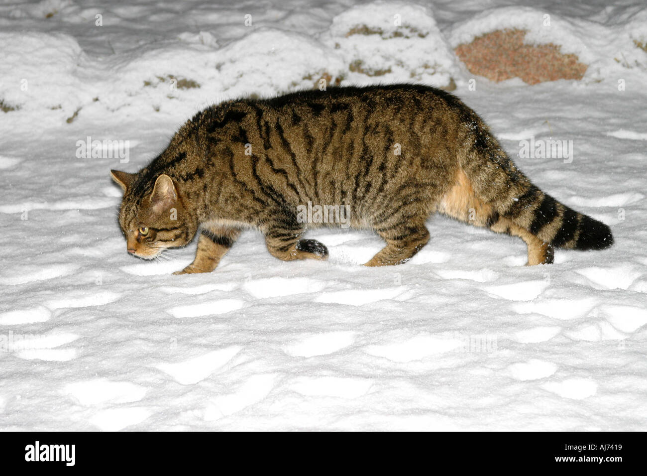 Scottish wildcat in snow hi-res stock photography and images - Alamy