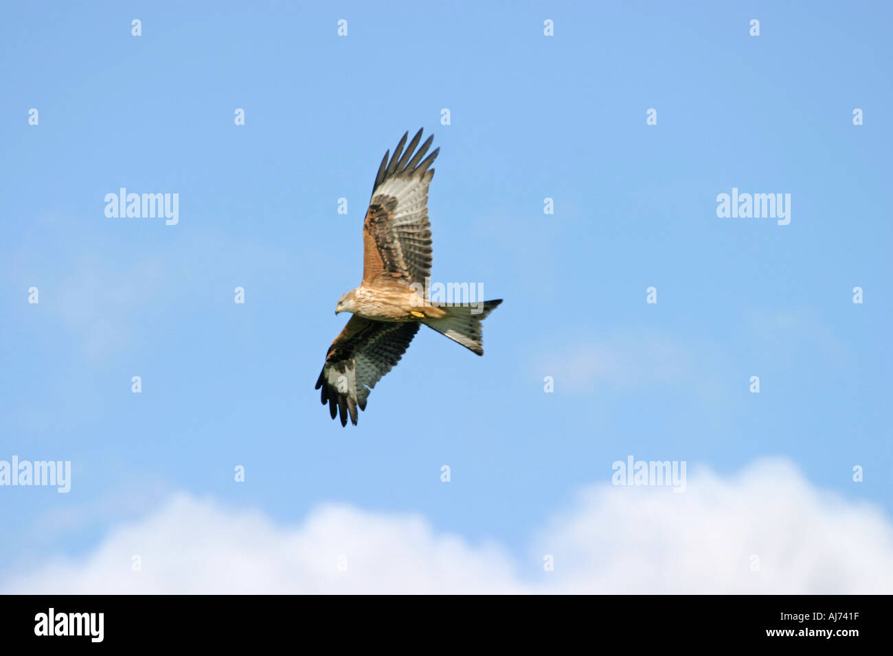 Red Kite Wales in flight Stock Photo - Alamy