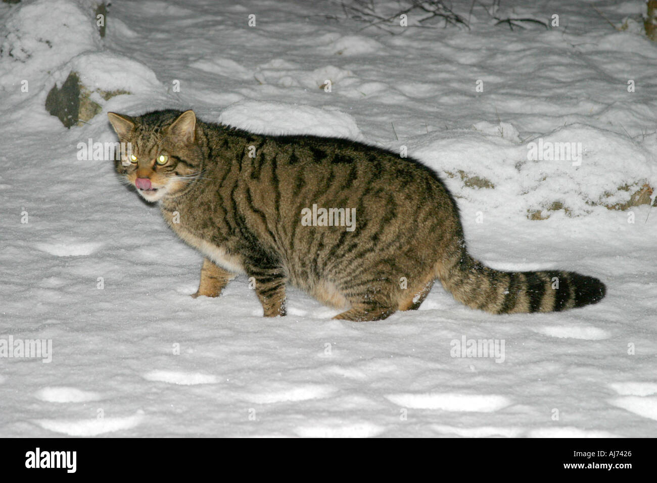 Scottish Wildcat In Snow Stock Photos & Scottish Wildcat In Snow Stock ...