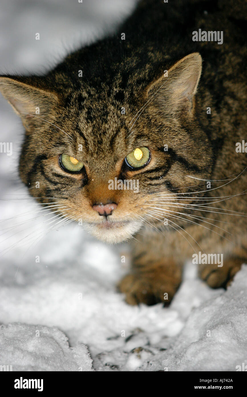 Scottish wildcat in snow hi-res stock photography and images - Alamy