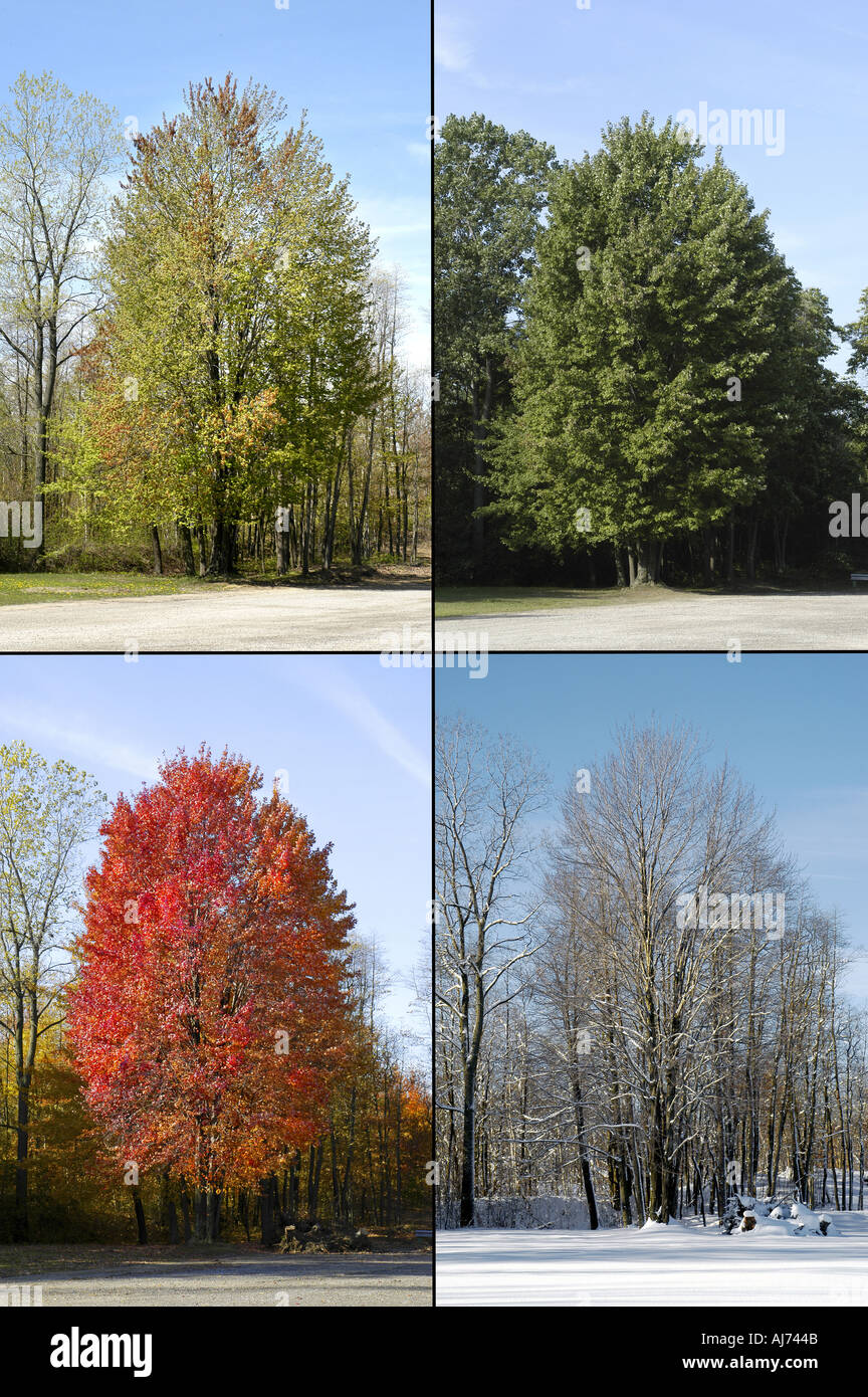 4 Seasons Images - search DENNIS MACDONALD 4 SEASONS for a COMPLETE ...