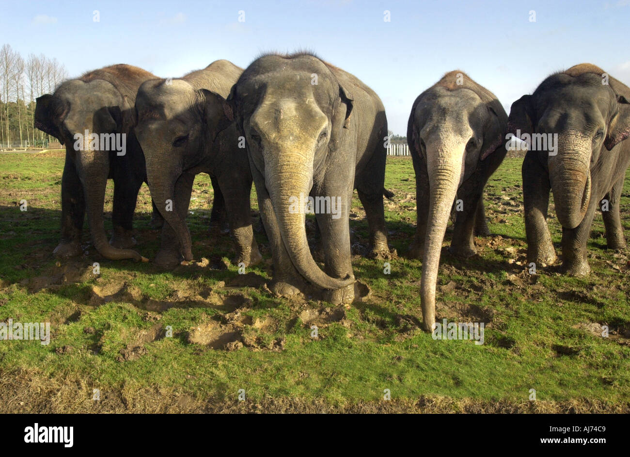 Zoo elephants england hi-res stock photography and images - Alamy