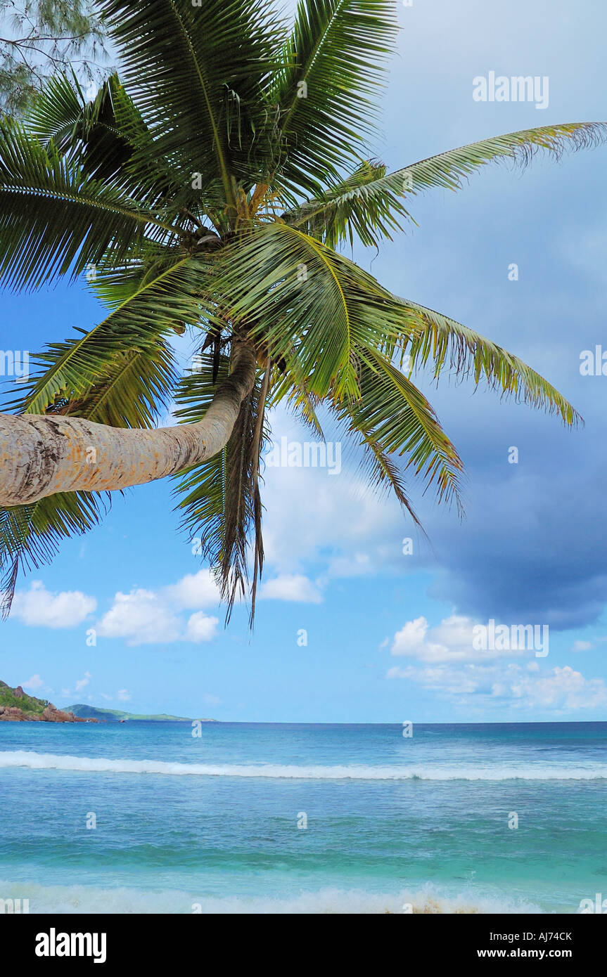 Tilted palm tree Stock Photo - Alamy
