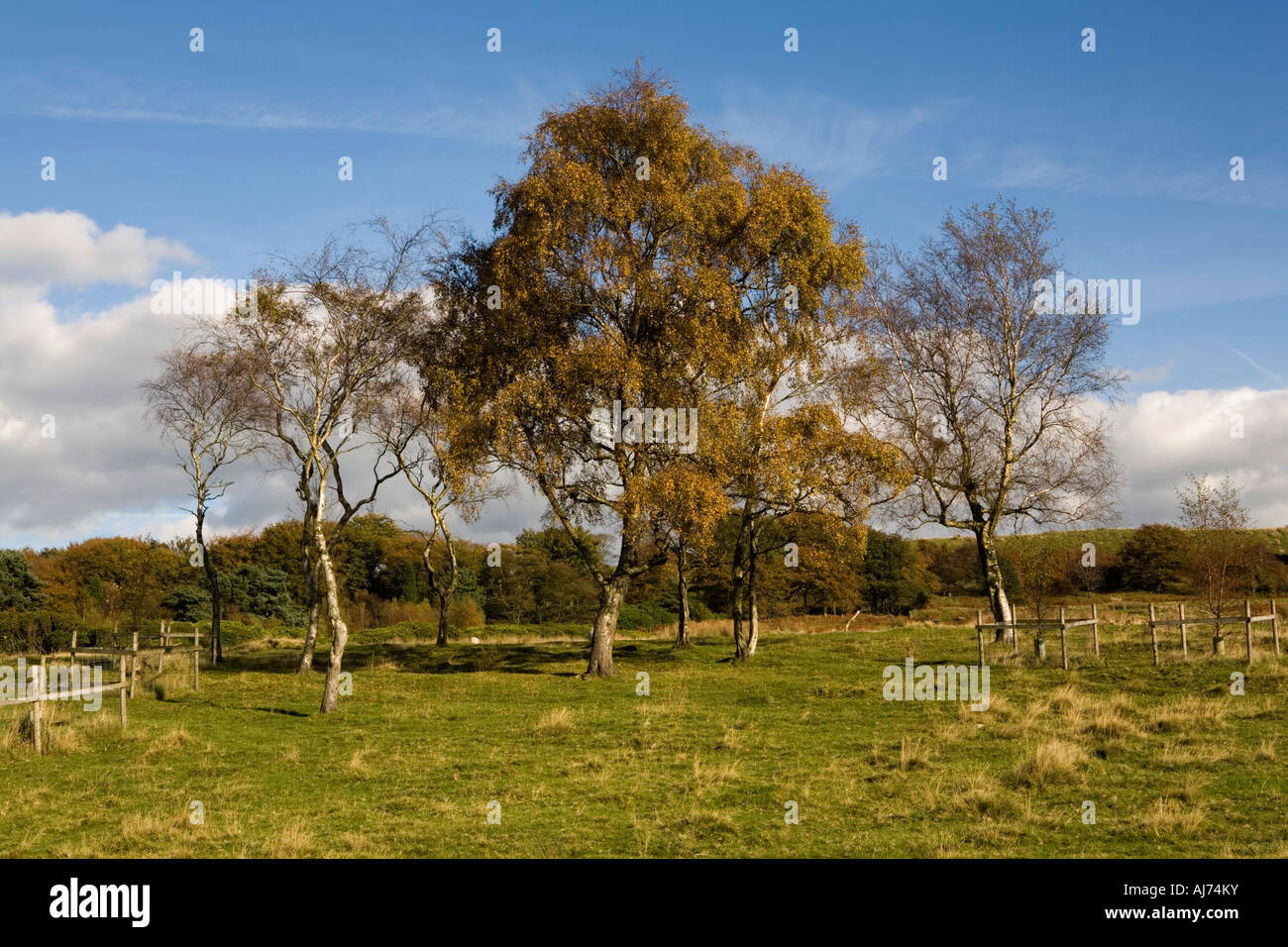 Silver Birch (Betula) in autumn Stock Photo - Alamy