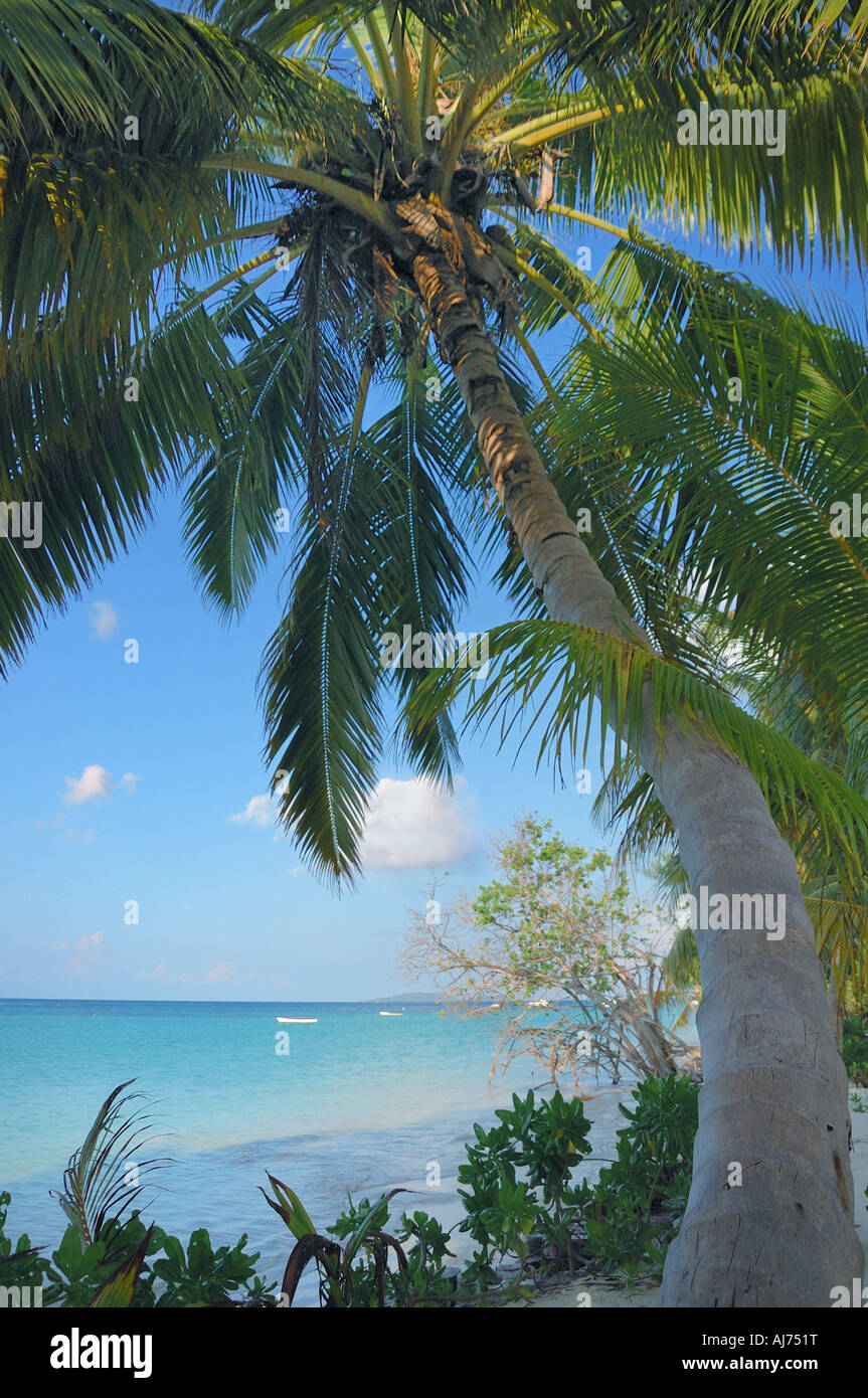 View on the beach from tropical bushes Stock Photo - Alamy