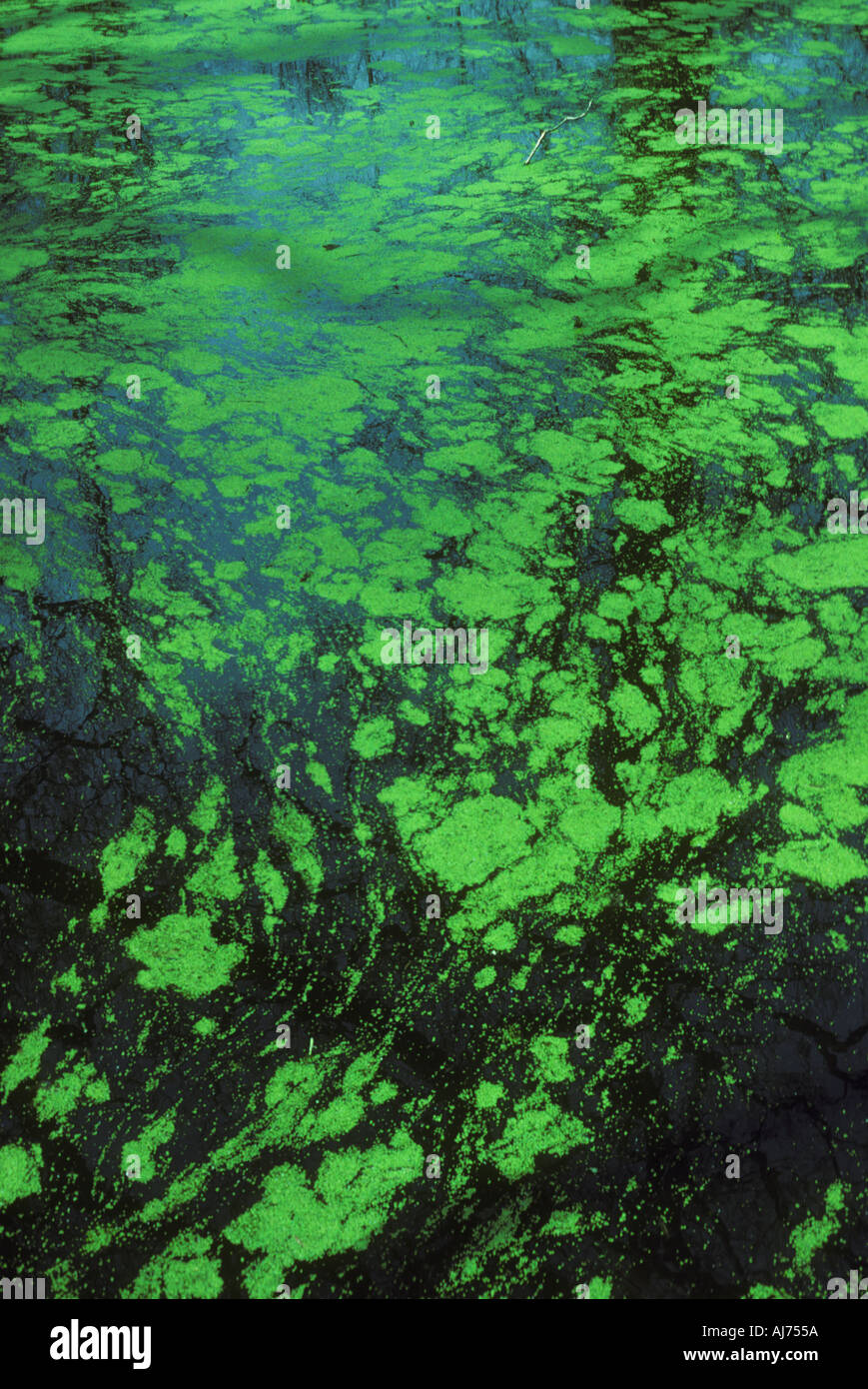 Algae on surface of water Stock Photo - Alamy