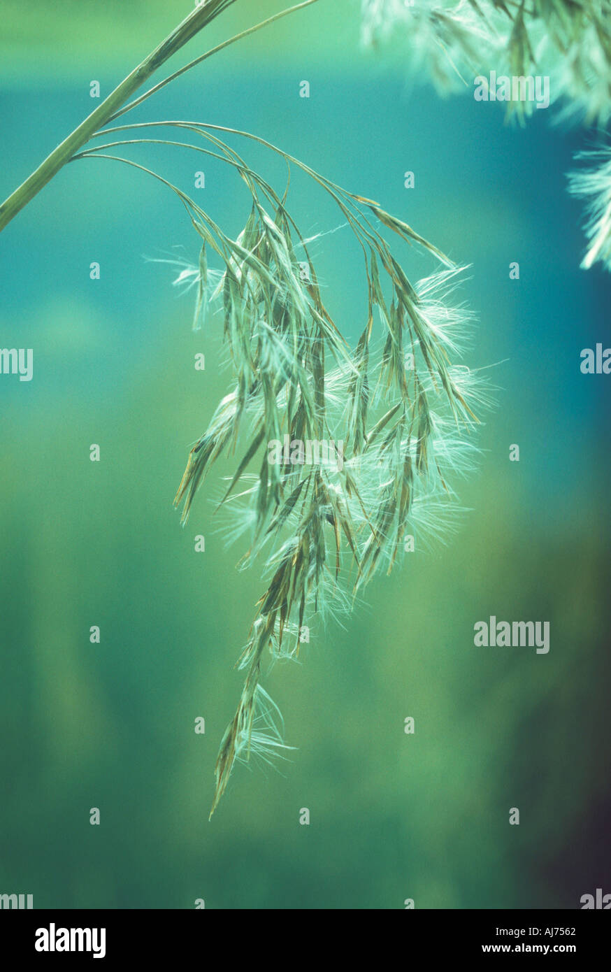 Common in reed beds hi-res stock photography and images - Alamy