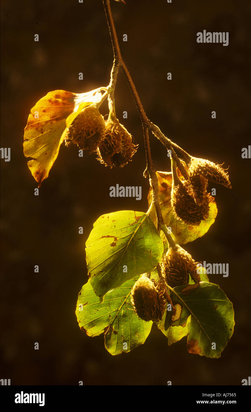 Beech masts hi-res stock photography and images - Alamy