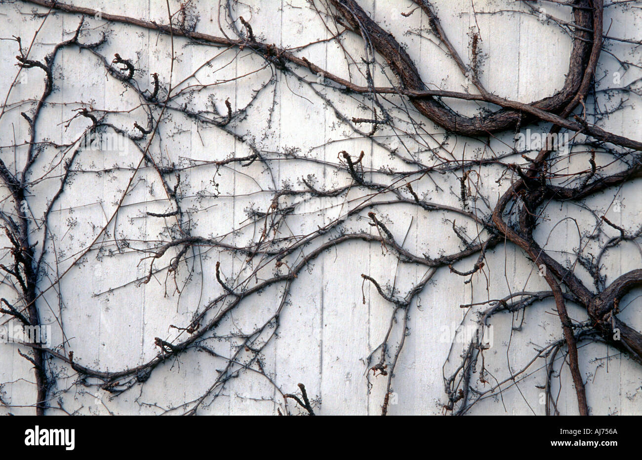 Abstract Plant Design Stock Photo - Alamy