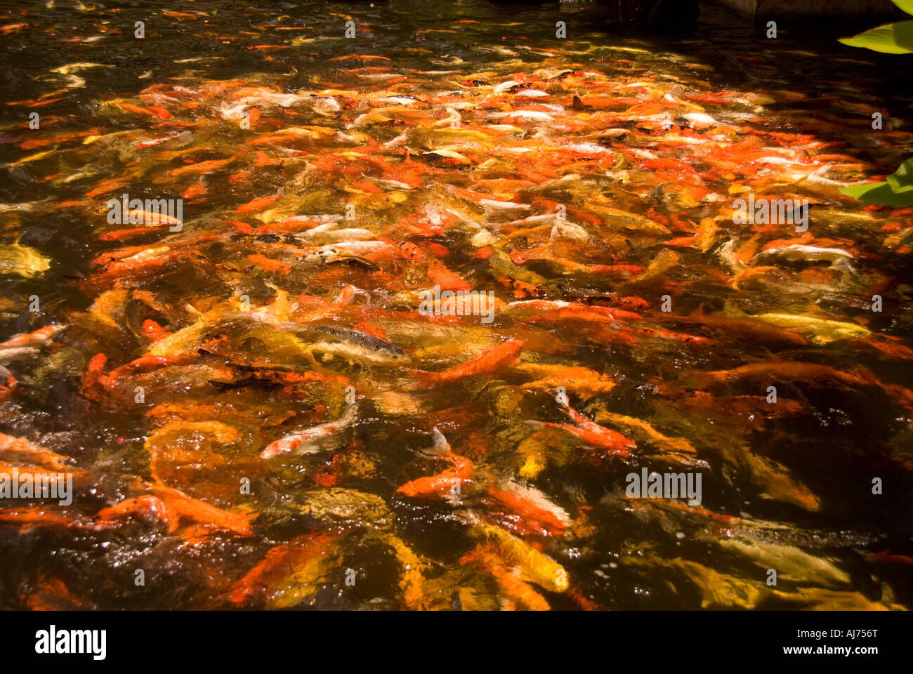 Hawaii Kauai An array of colorful koi fish in a garden pond Marriot ...