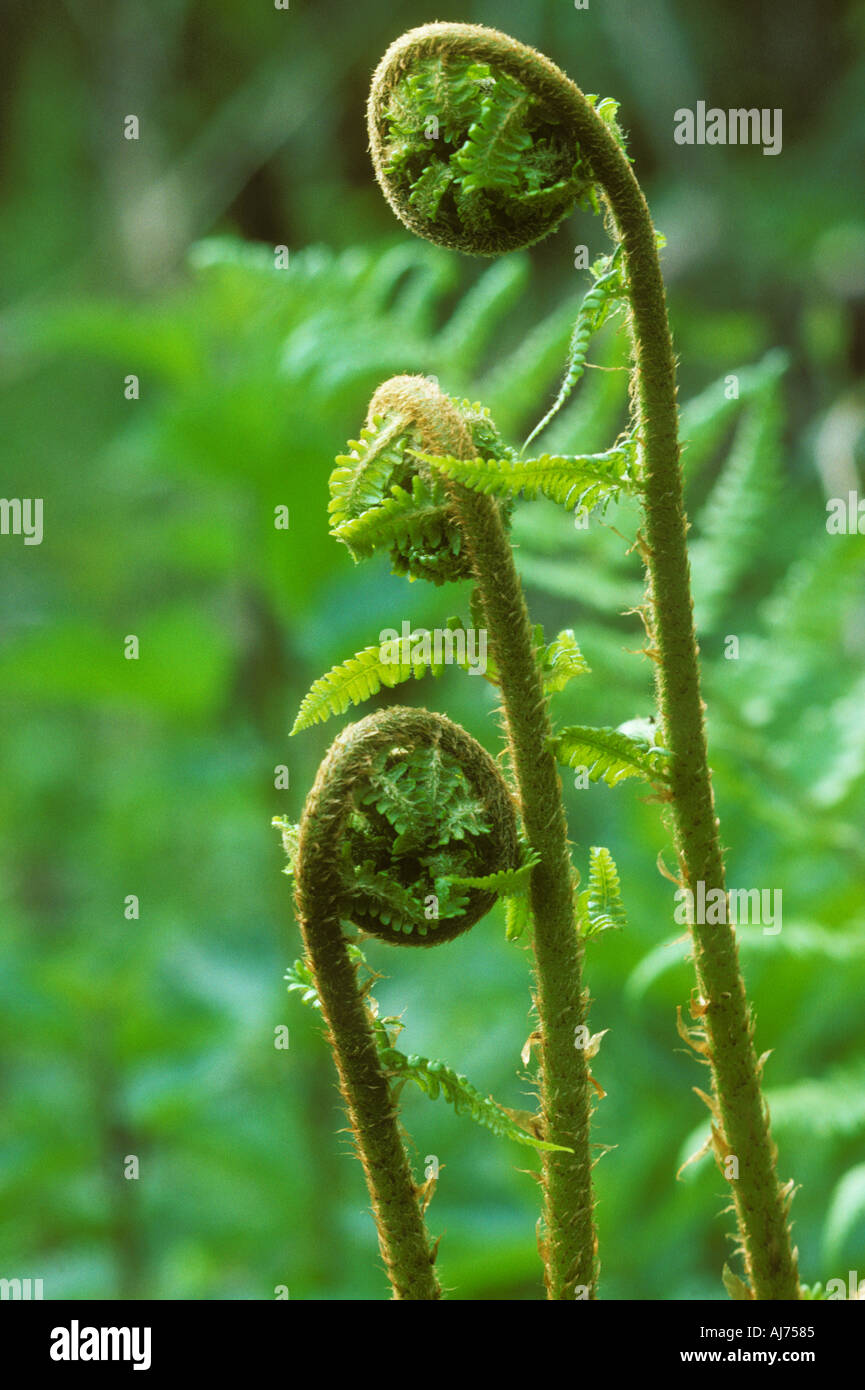 Fern hill wales hi-res stock photography and images - Alamy