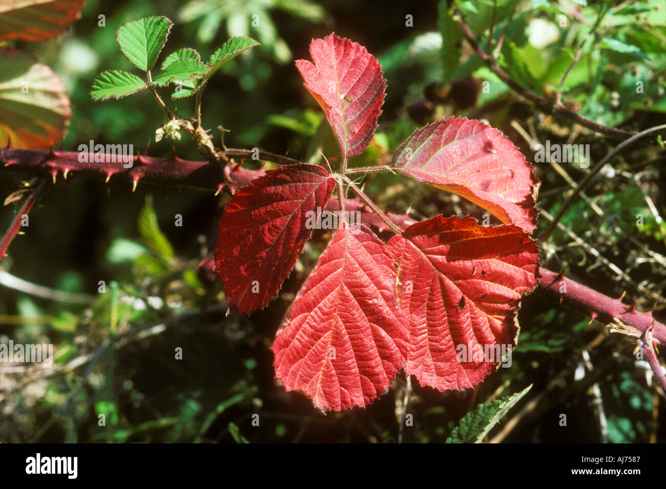 Dead Bramble Leaf High Resolution Stock Photography and Images - Alamy