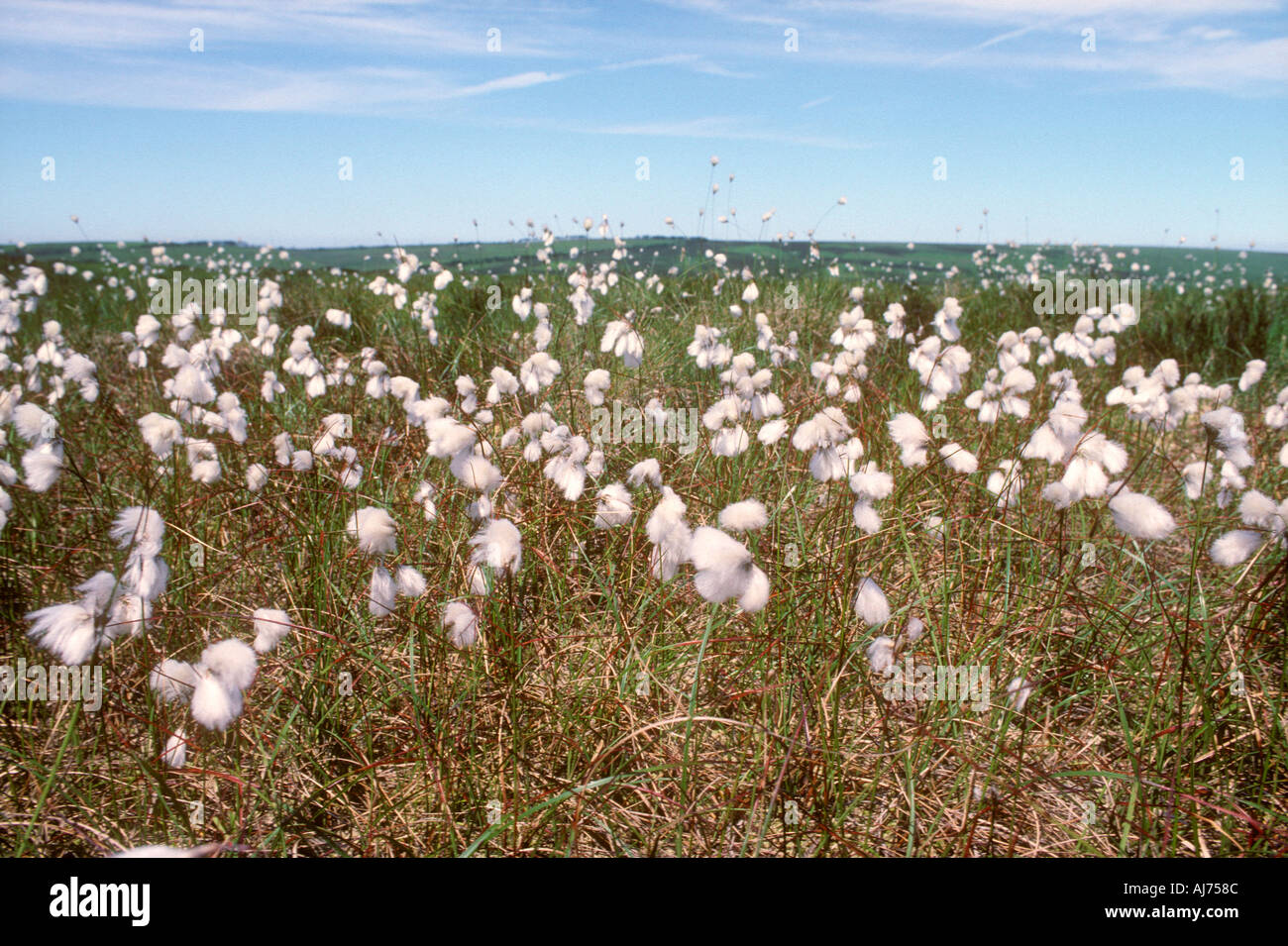 England moor bog cotton hi-res stock photography and images - Alamy