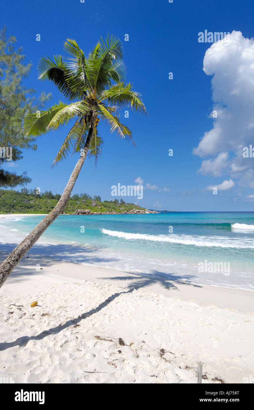Leaning palm tree Stock Photo - Alamy