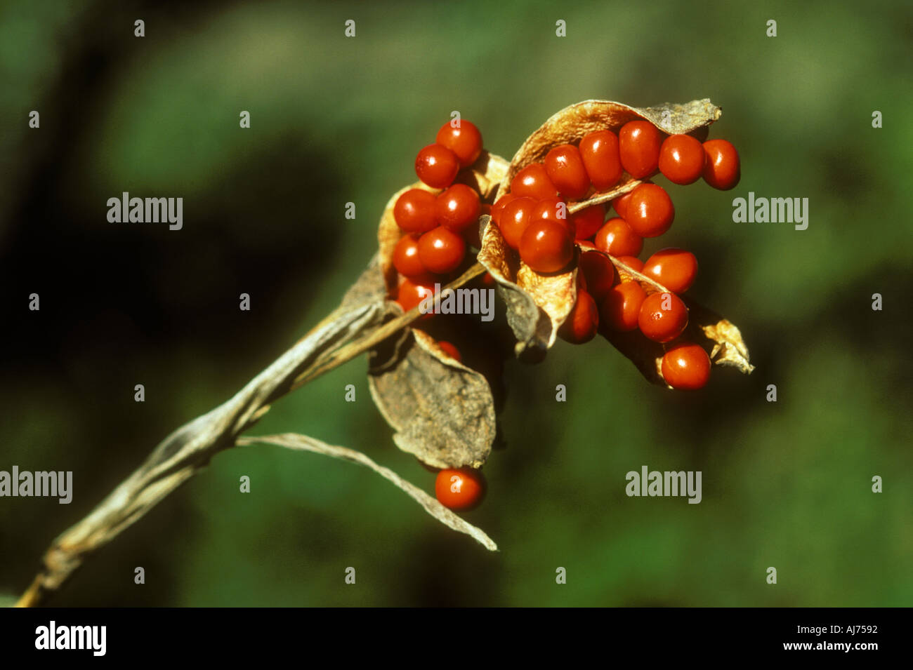 Iris foetidissima winter hi-res stock photography and images - Alamy