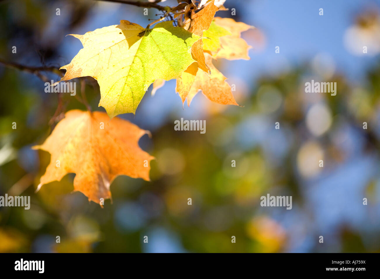 Shedding of autumn leaves hi-res stock photography and images - Alamy