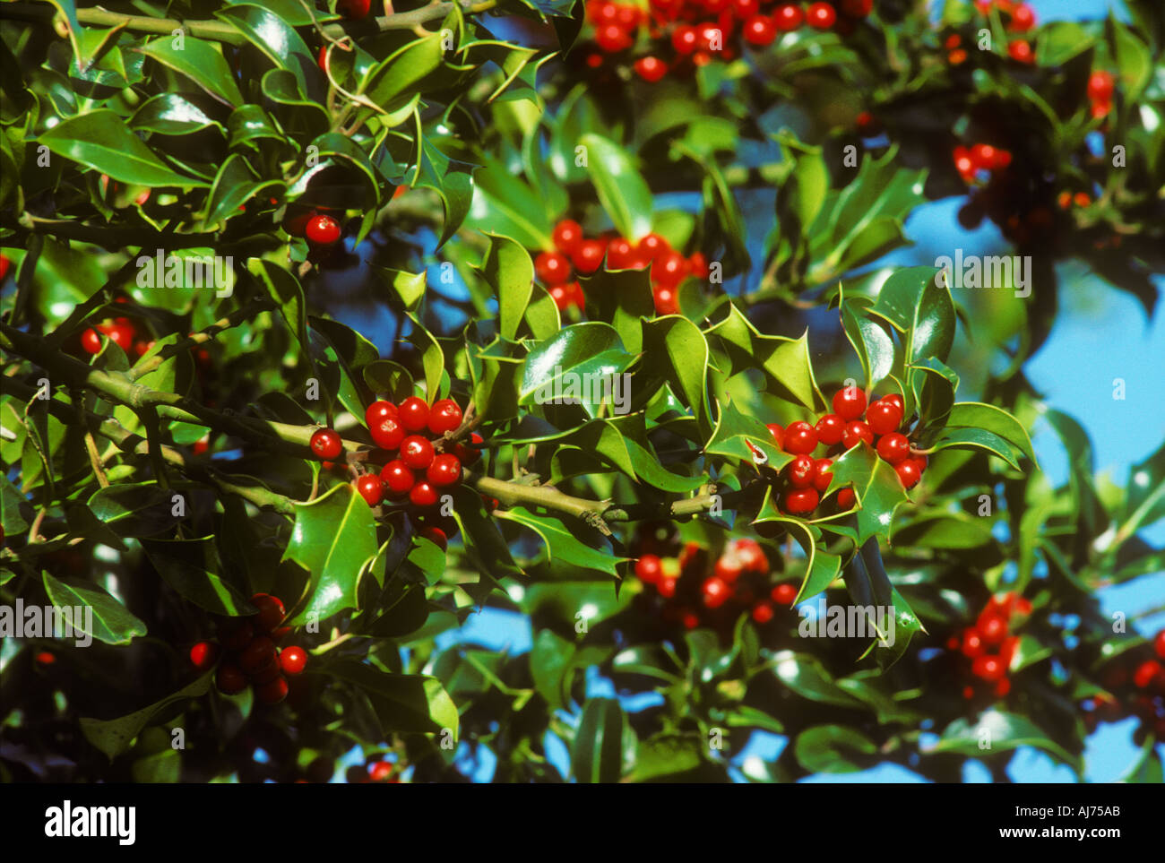 Holly berry seeds hi-res stock photography and images - Alamy