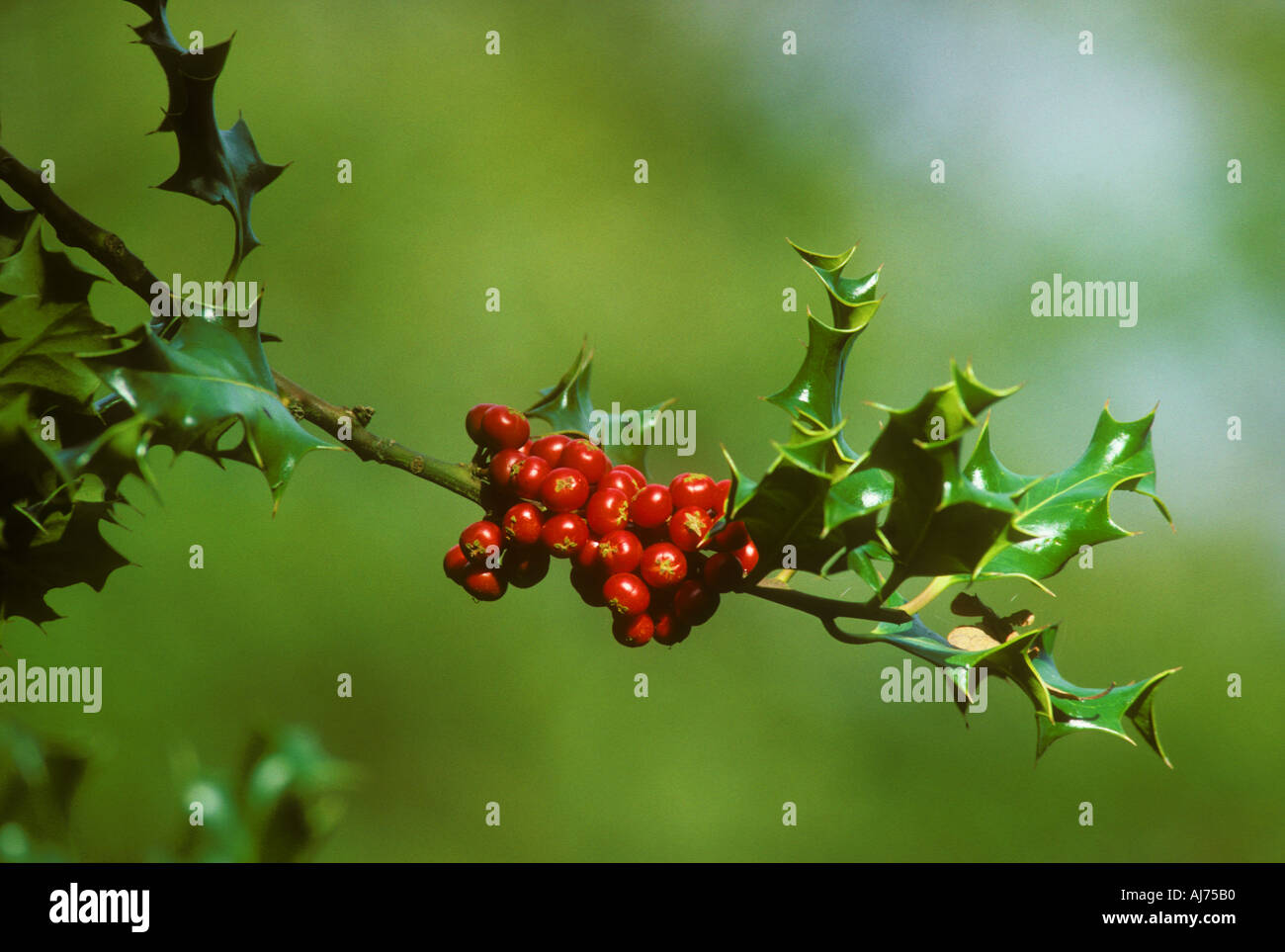 Holly berry seeds hi-res stock photography and images - Alamy