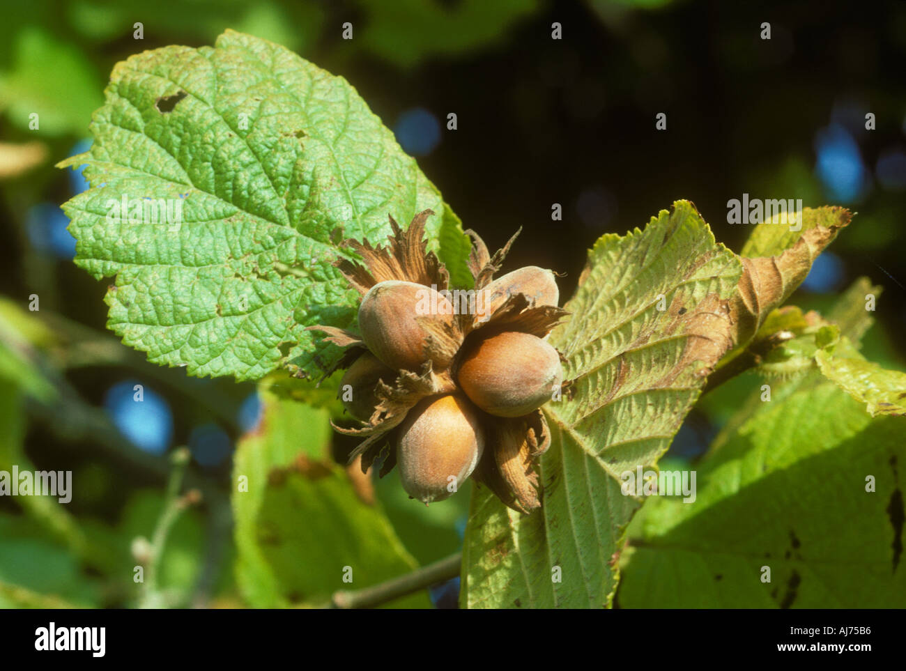 Ripe Hazel Nuts on Bush Stock Photo - Alamy