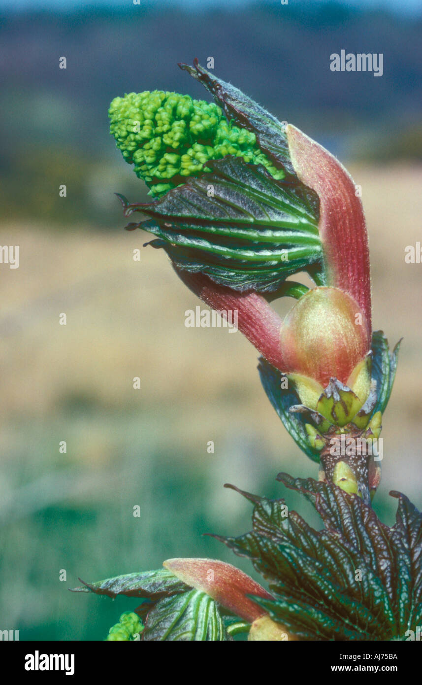 Sycamore hedge hi-res stock photography and images - Alamy