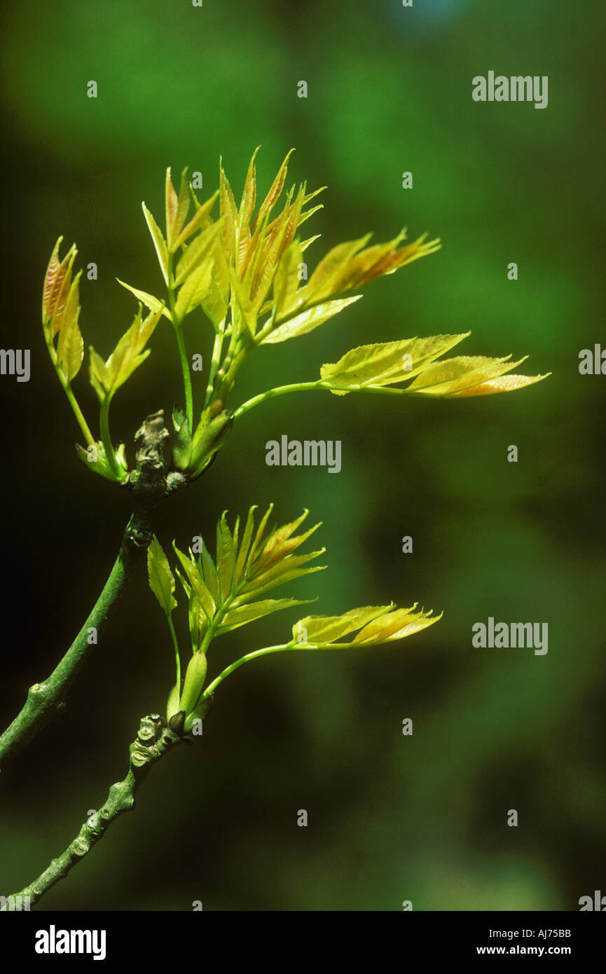 Common ash tree spring flower buds hi-res stock photography and images ...