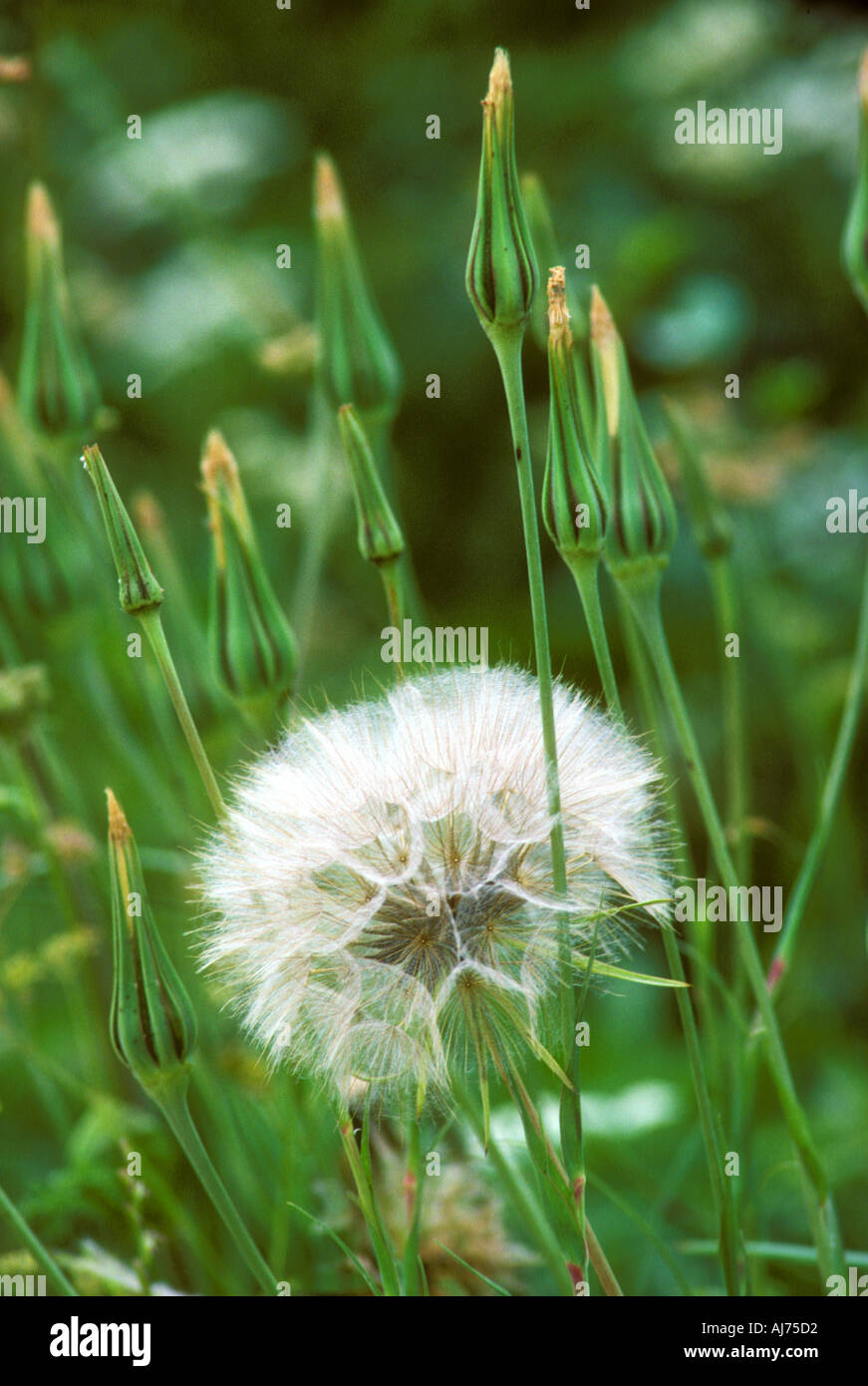 Downy beard hi-res stock photography and images - Alamy