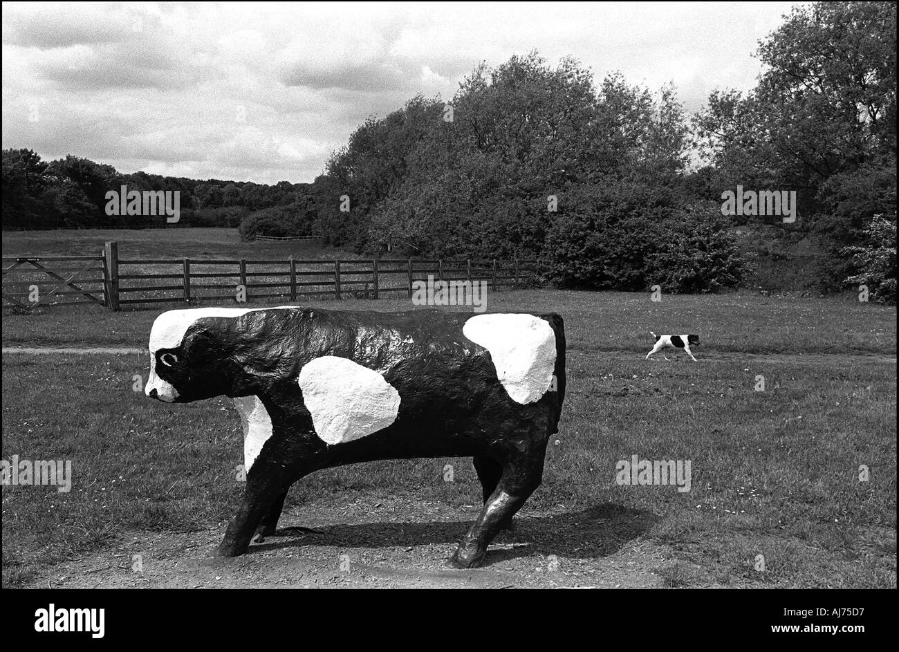Credit line is mandatory John Angerson Concrete cows Milton Keynes ...