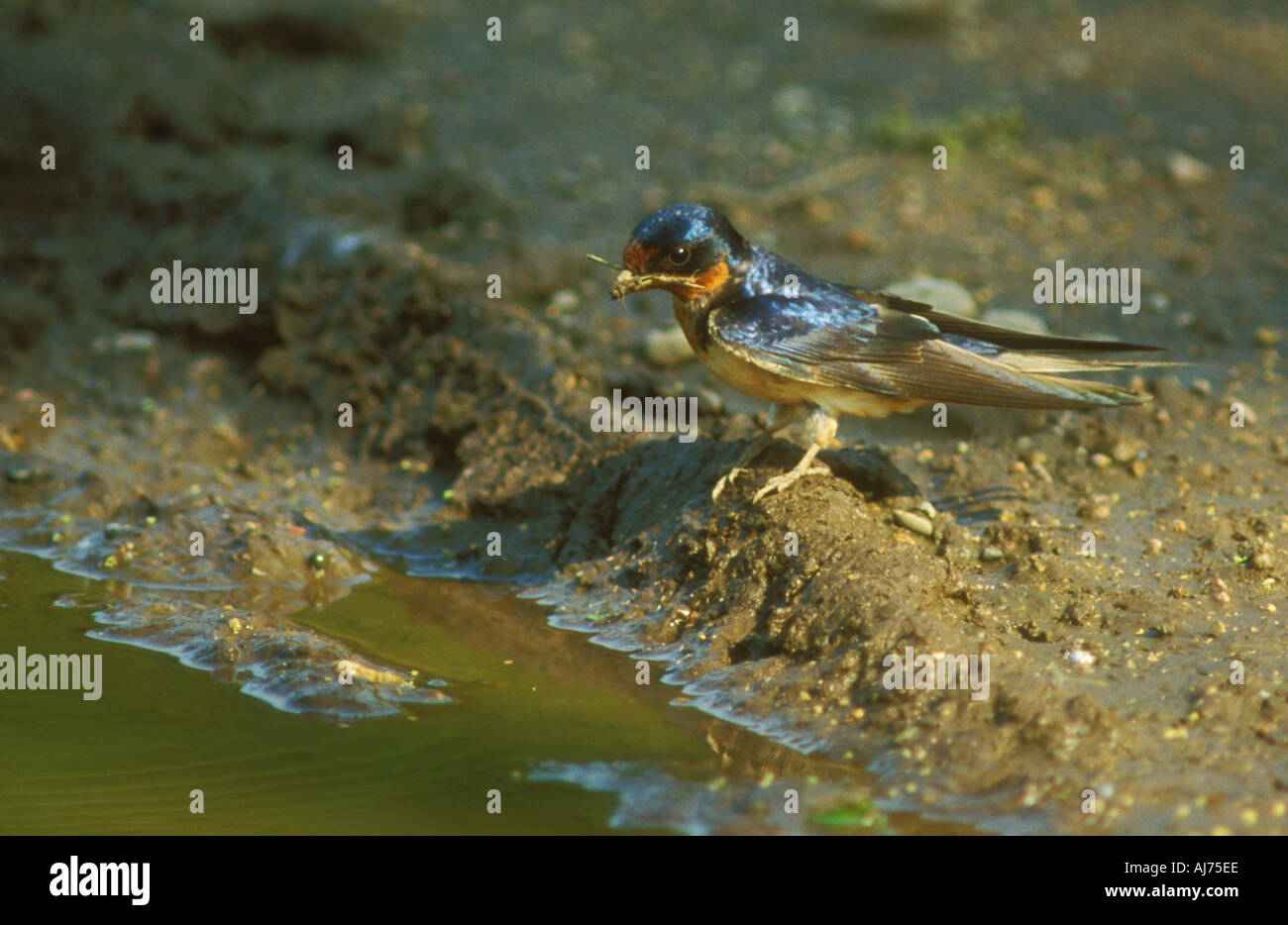 A Barn Swallow gathering mud and nest material Stock Photo - Alamy