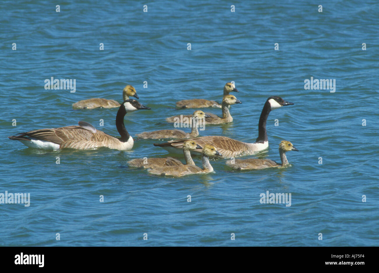 Goose family paddling hi-res stock photography and images - Alamy