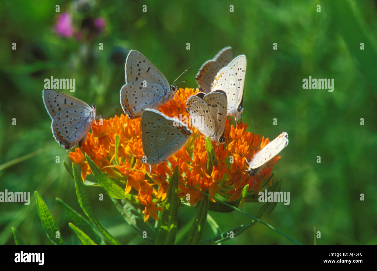 A mass of Gray Copper Butterflies feeding on aptly named Butterfly Weed ...