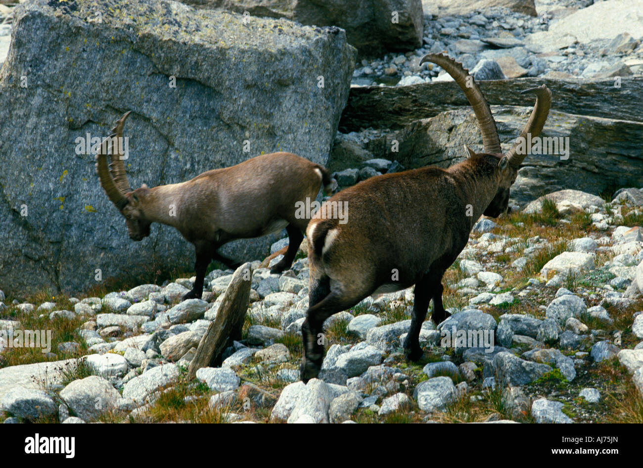 Alpen steinboecke hi-res stock photography and images - Alamy