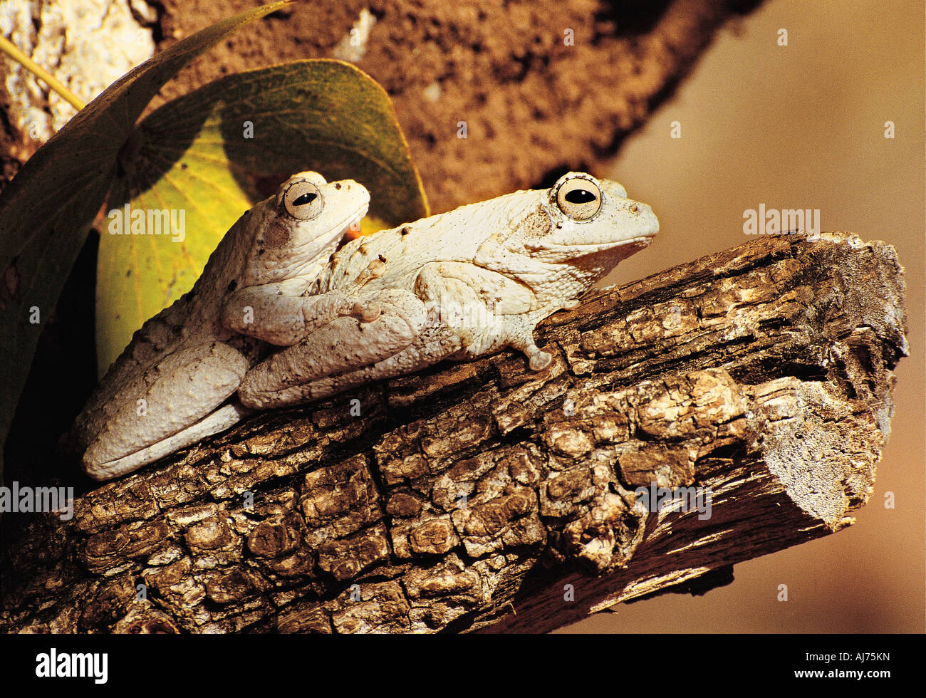 Two Grey Tree Frogs copulating near Victoria Falls Zimbabwe These are ...