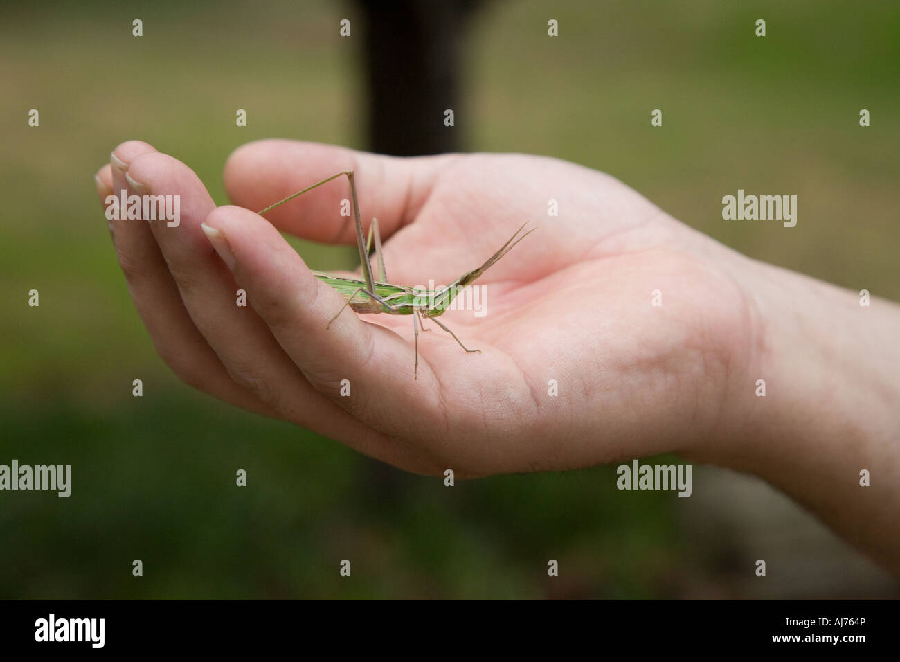 Stick Insect Phasmatidae Phasmida, Sicily Stock Photo - Alamy