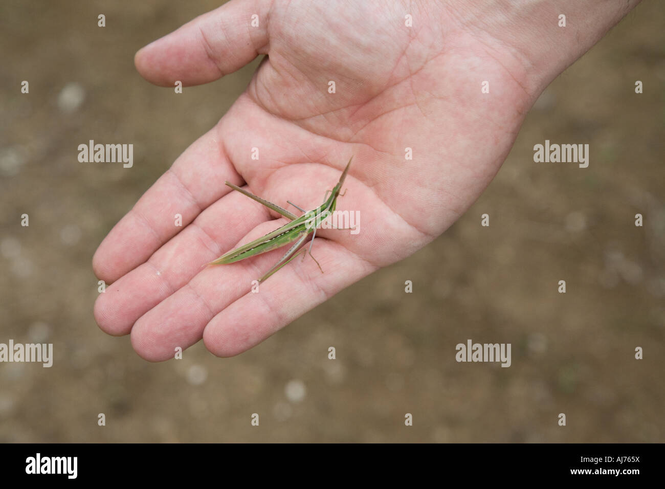 Stick Insect Phasmatidae Phasmida, Sicily Stock Photo - Alamy
