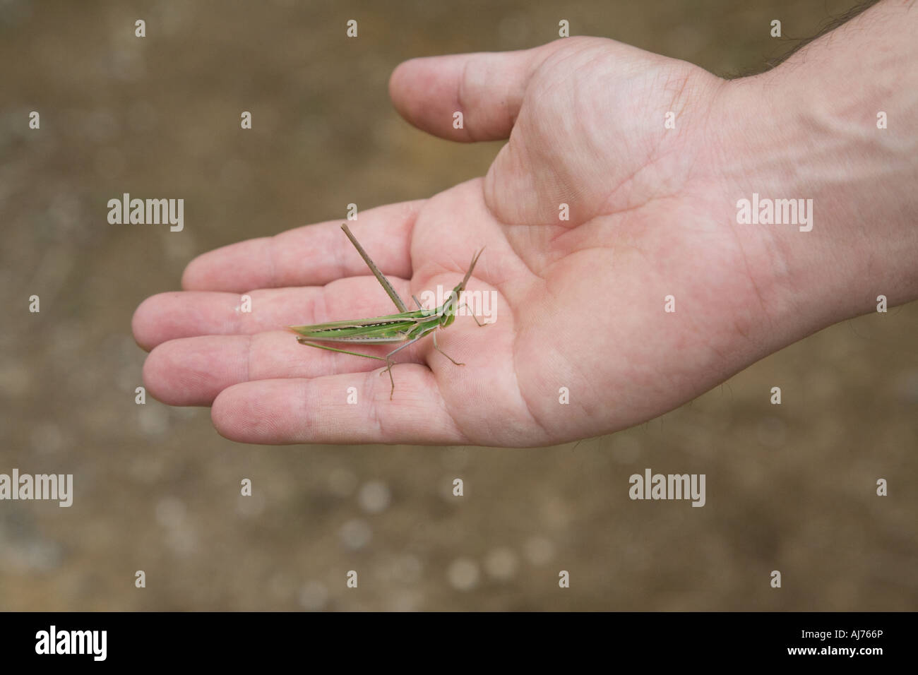 Phasmatidae hi-res stock photography and images - Alamy