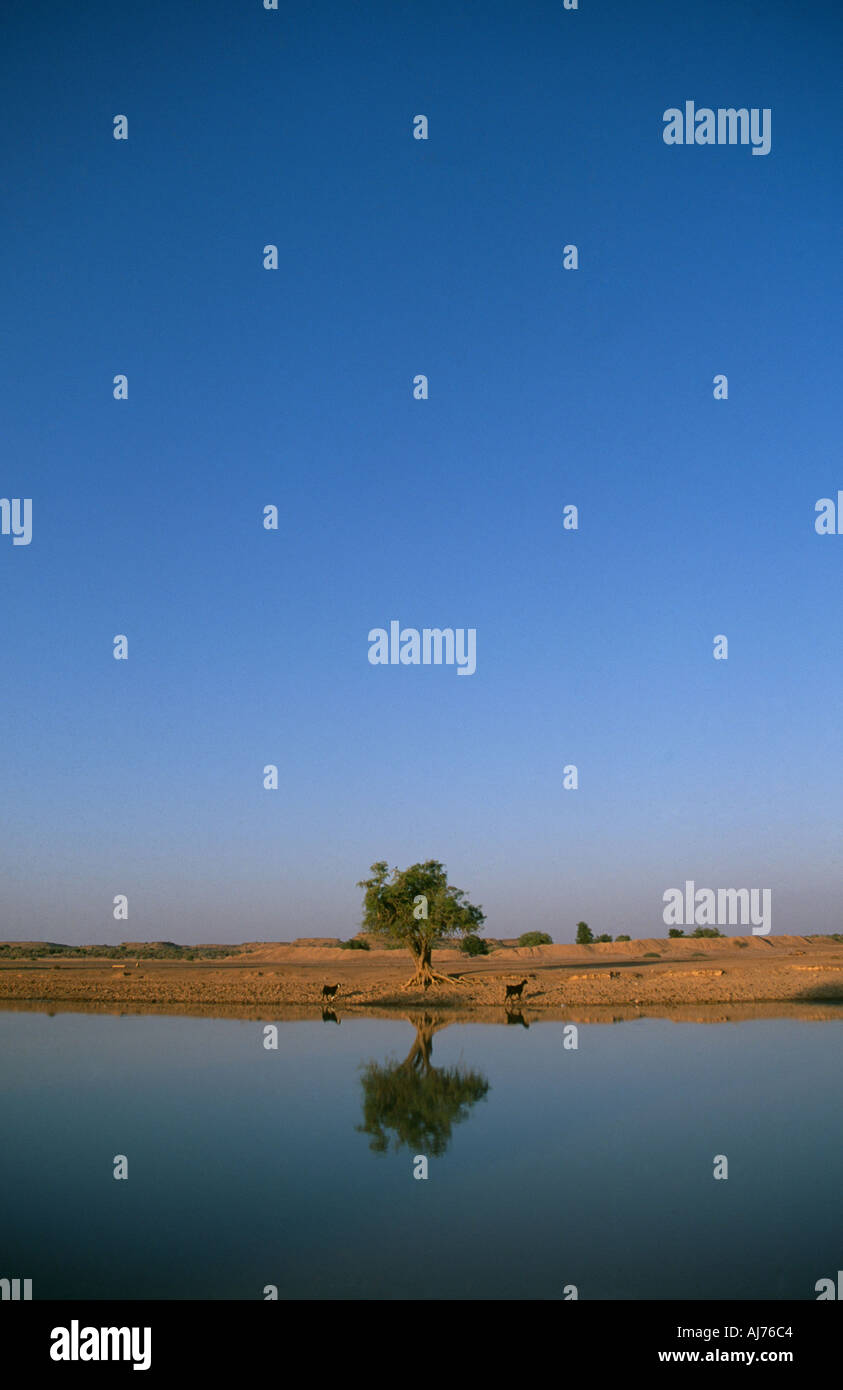 Tree Reflection Rajasthan thar desert India Stock Photo - Alamy