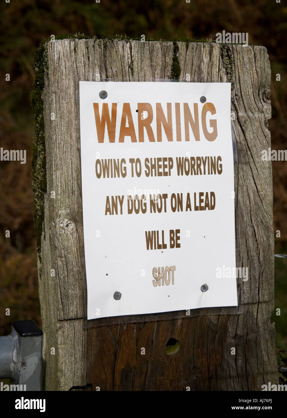 Lead shot hi-res stock photography and images - Alamy