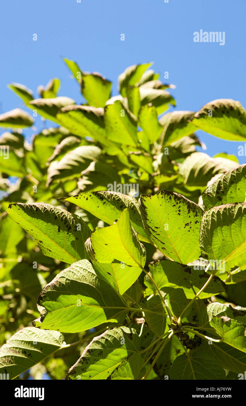 Chinese poplar hi-res stock photography and images - Alamy