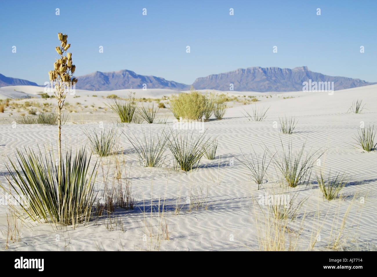 The stark landscape of the white gypsum desert stretches for miles in ...