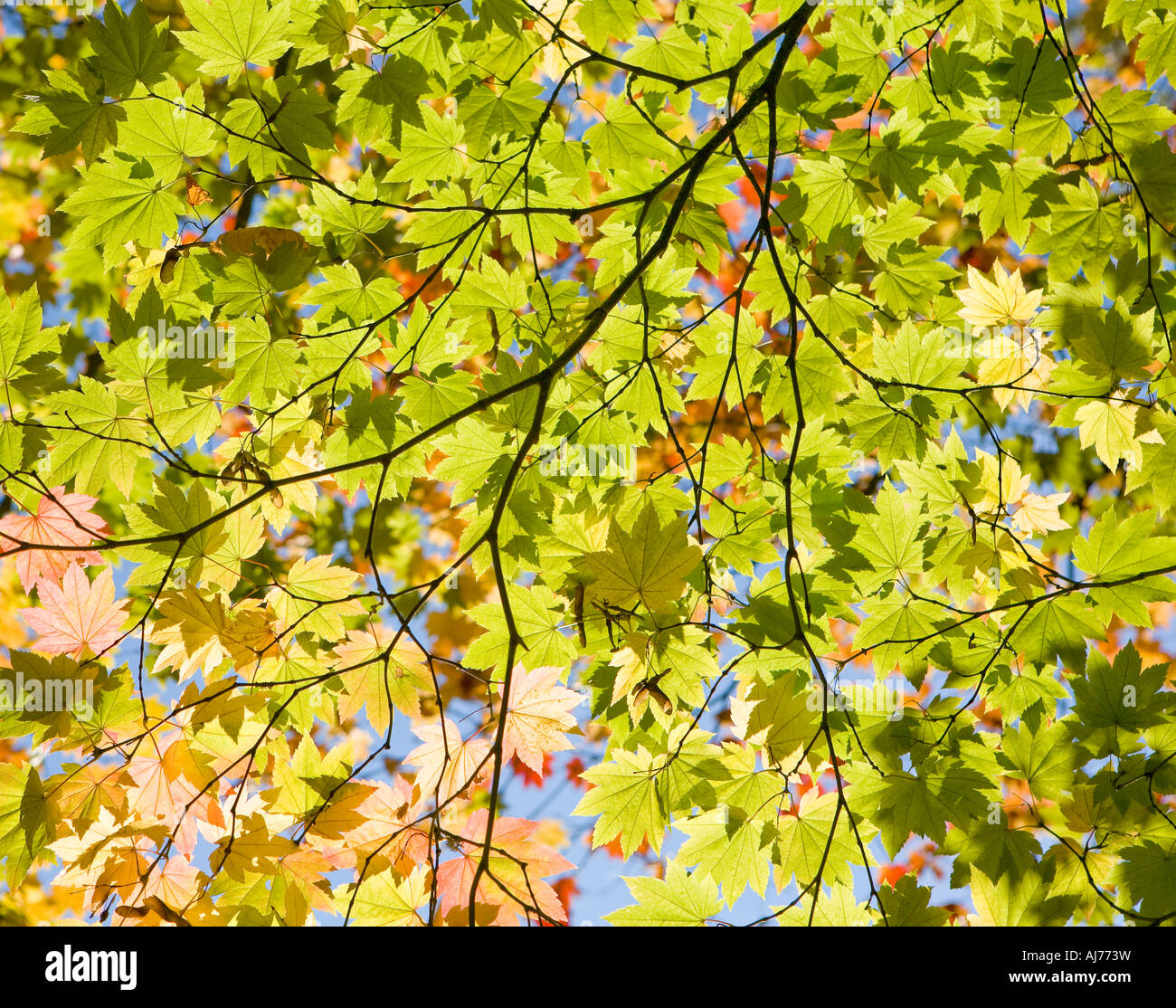 Downy Japanese Maple leaves Stock Photo - Alamy