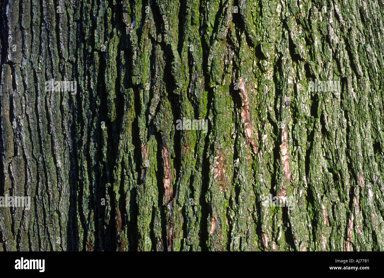 Aged oak tree hi-res stock photography and images - Alamy