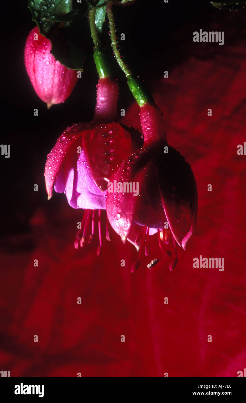 2287 hi-res stock photography and images - Alamy