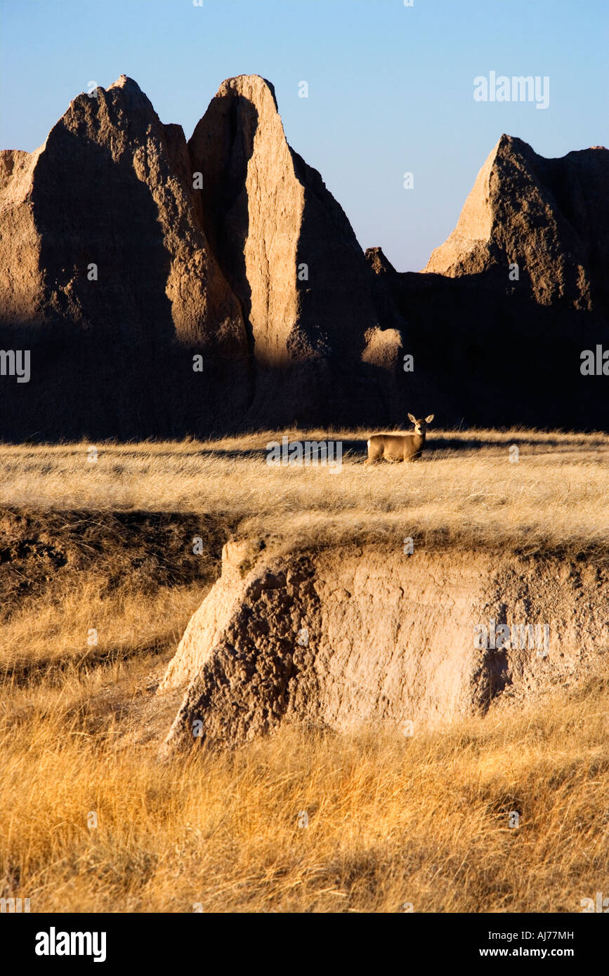 Mule deer in the badlands hi-res stock photography and images - Alamy
