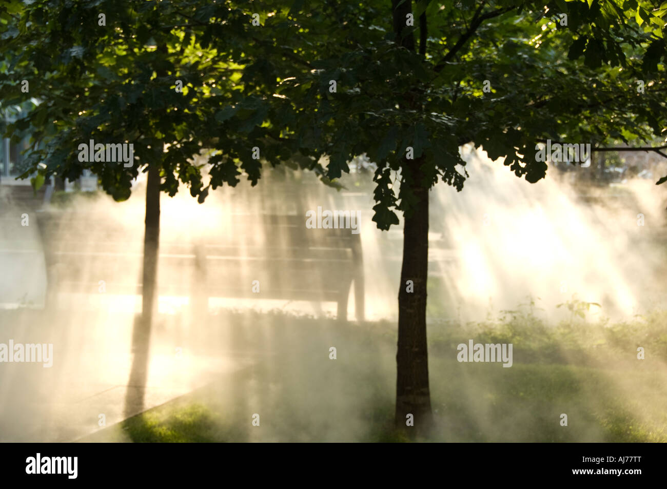 Sunlight filtering through the mist hi-res stock photography and images ...