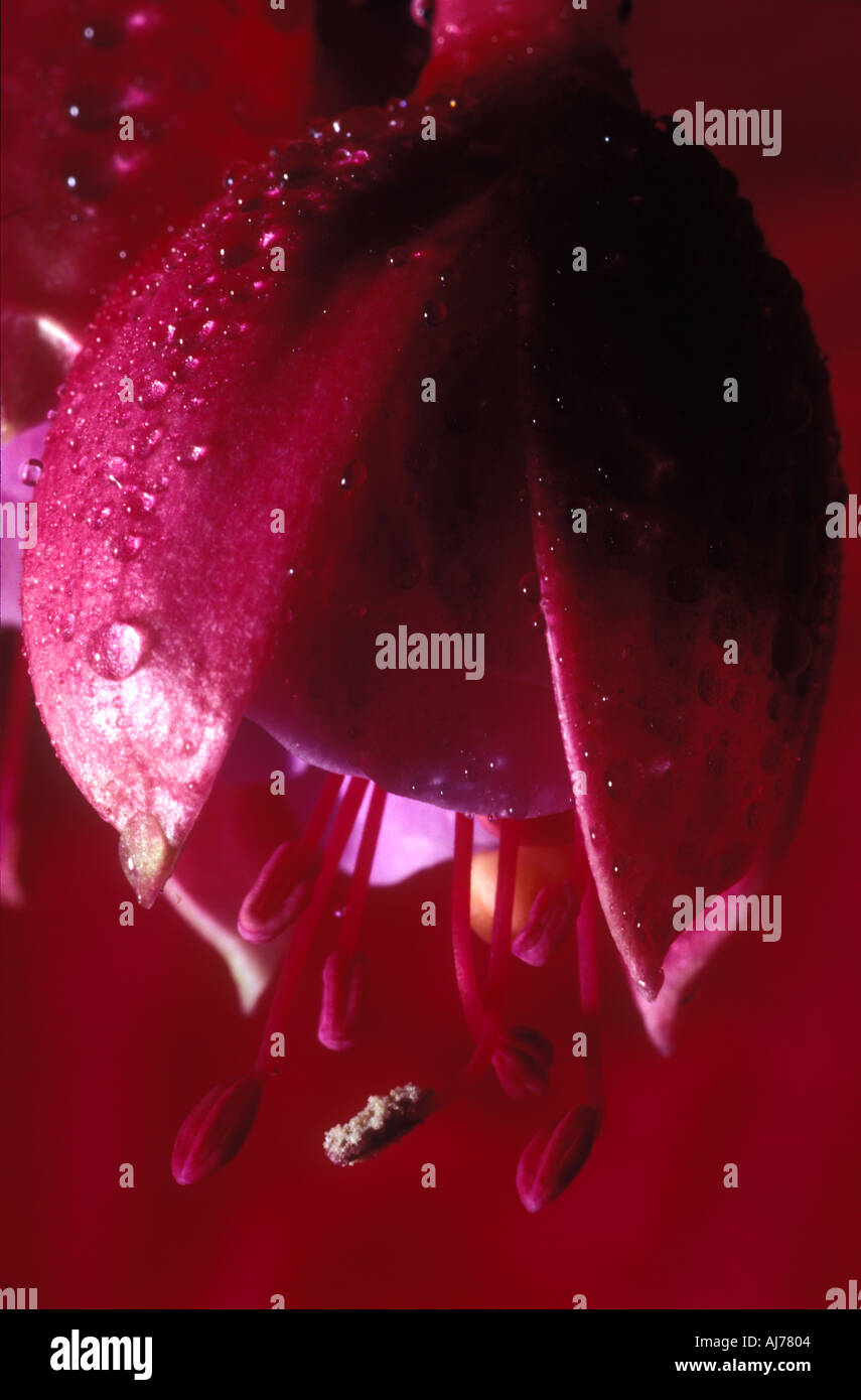 Red fuscia flower hi-res stock photography and images - Alamy