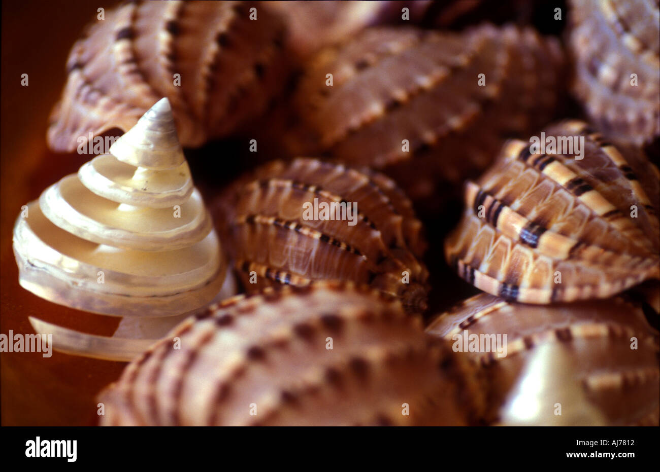 seashell group souvenir shop 2268 Stock Photo - Alamy