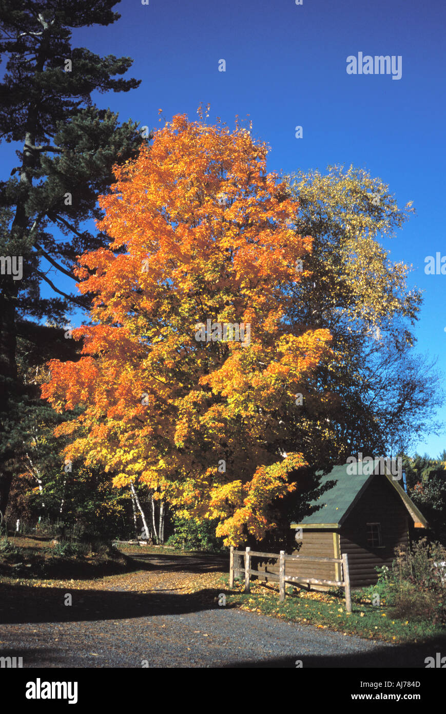 Fall colours in Canada Maple tree Stock Photo - Alamy