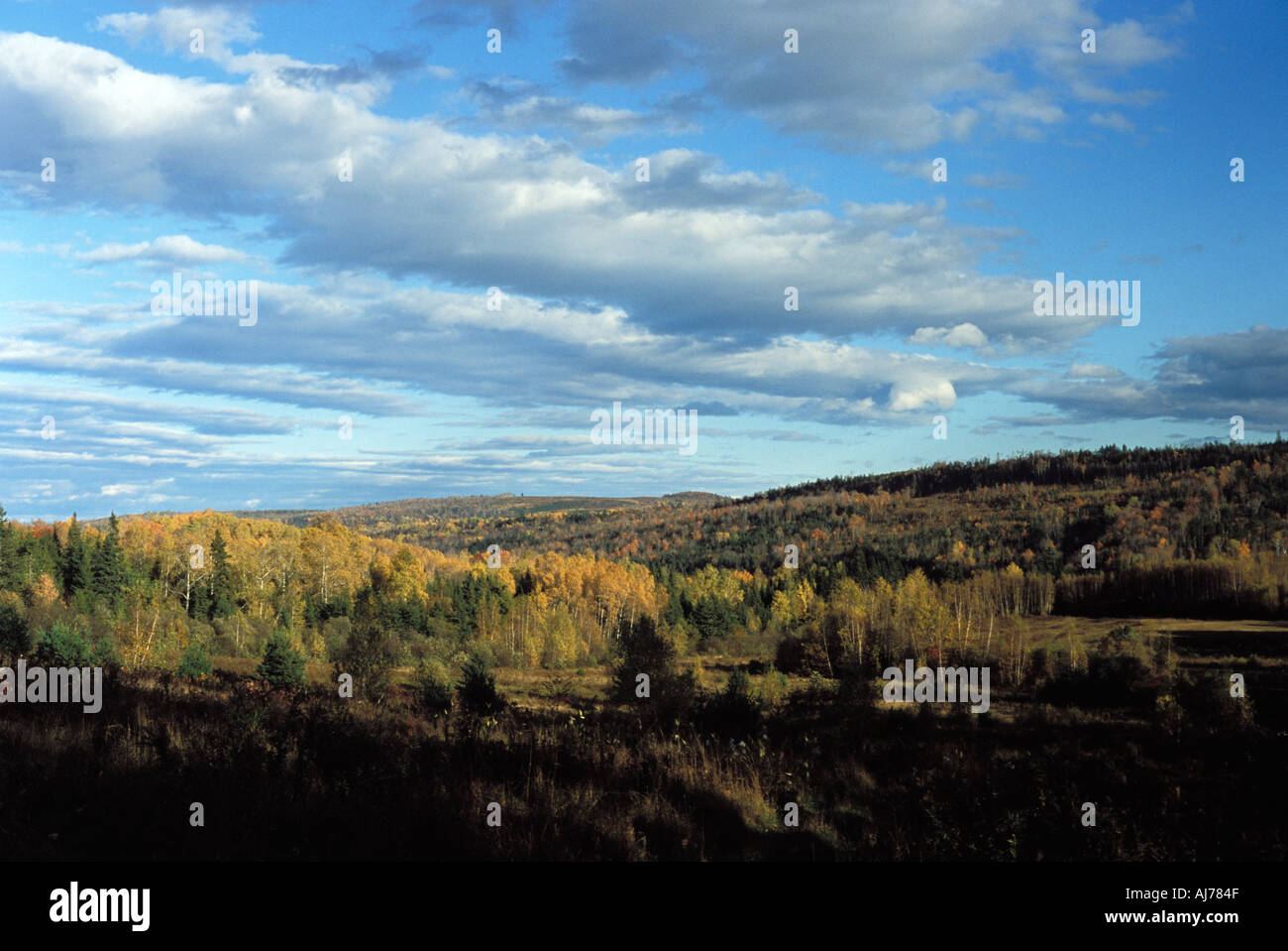 Mixed boreal forest hi-res stock photography and images - Alamy
