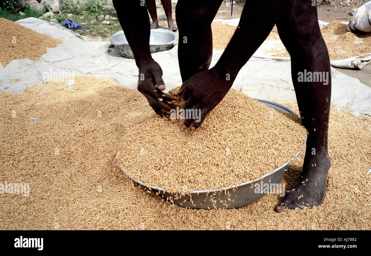 Haiti rice farming hi-res stock photography and images - Alamy